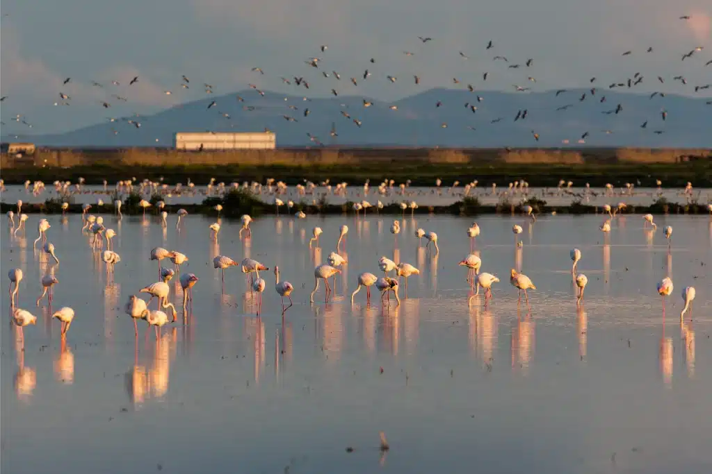 Doñana National Park (Doñana Parque Nacional) - Ormina Tours