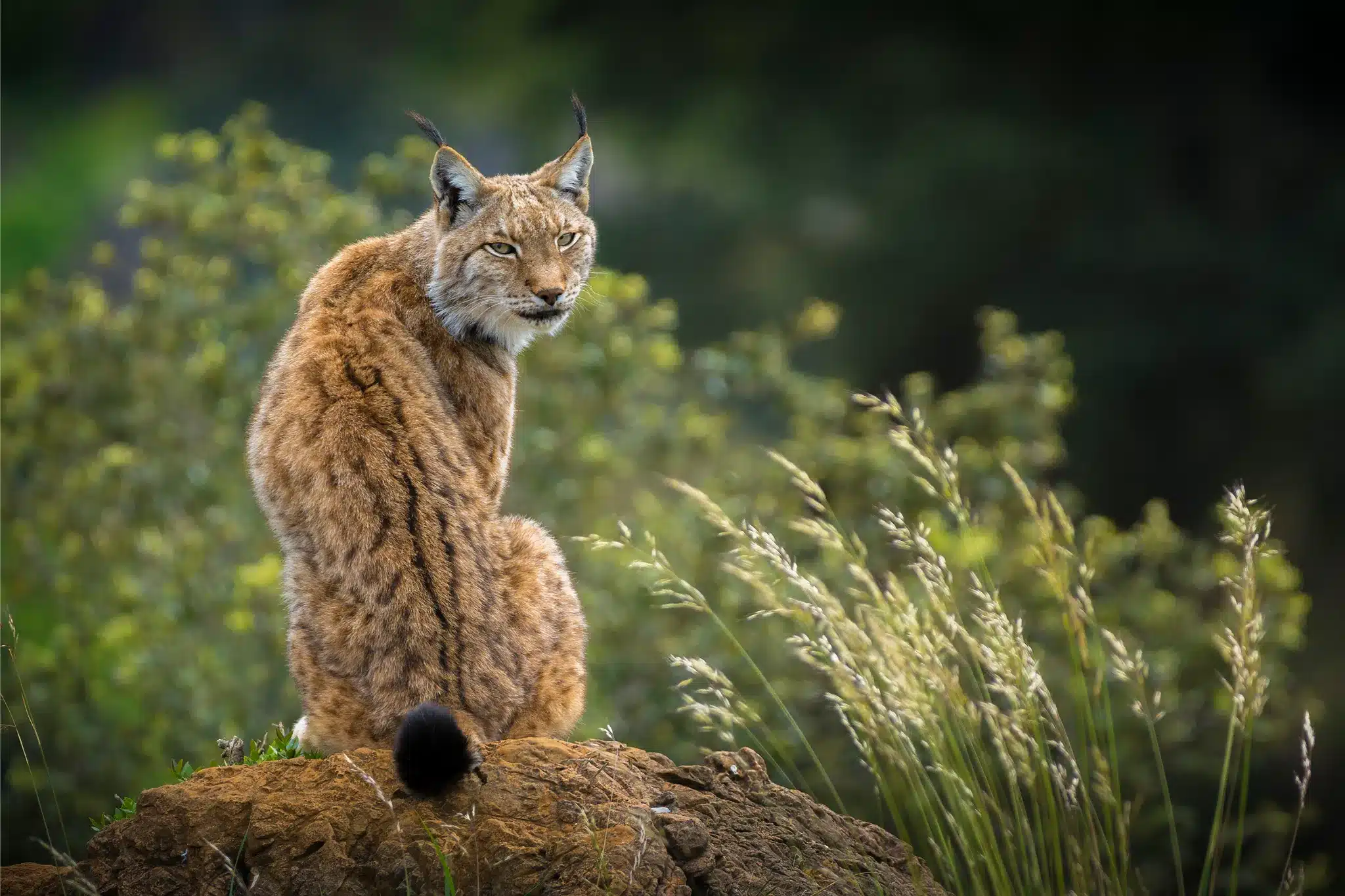 Doñana National Park (Doñana Parque Nacional) - Ormina Tours